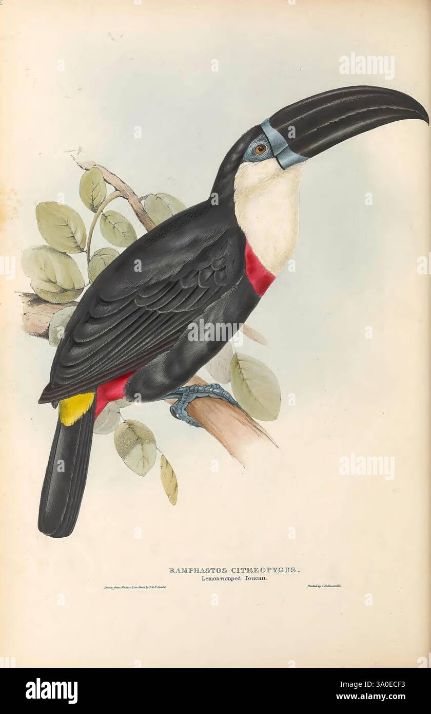 Ramphastos coccineus hi-res stock photography and images - Alamy