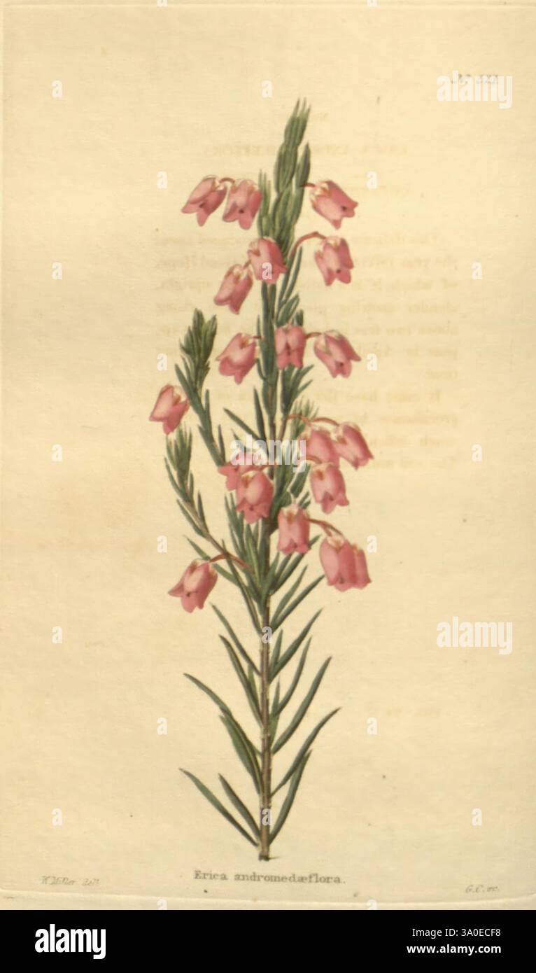 Erica melastomifolia hi-res stock photography and images - Alamy