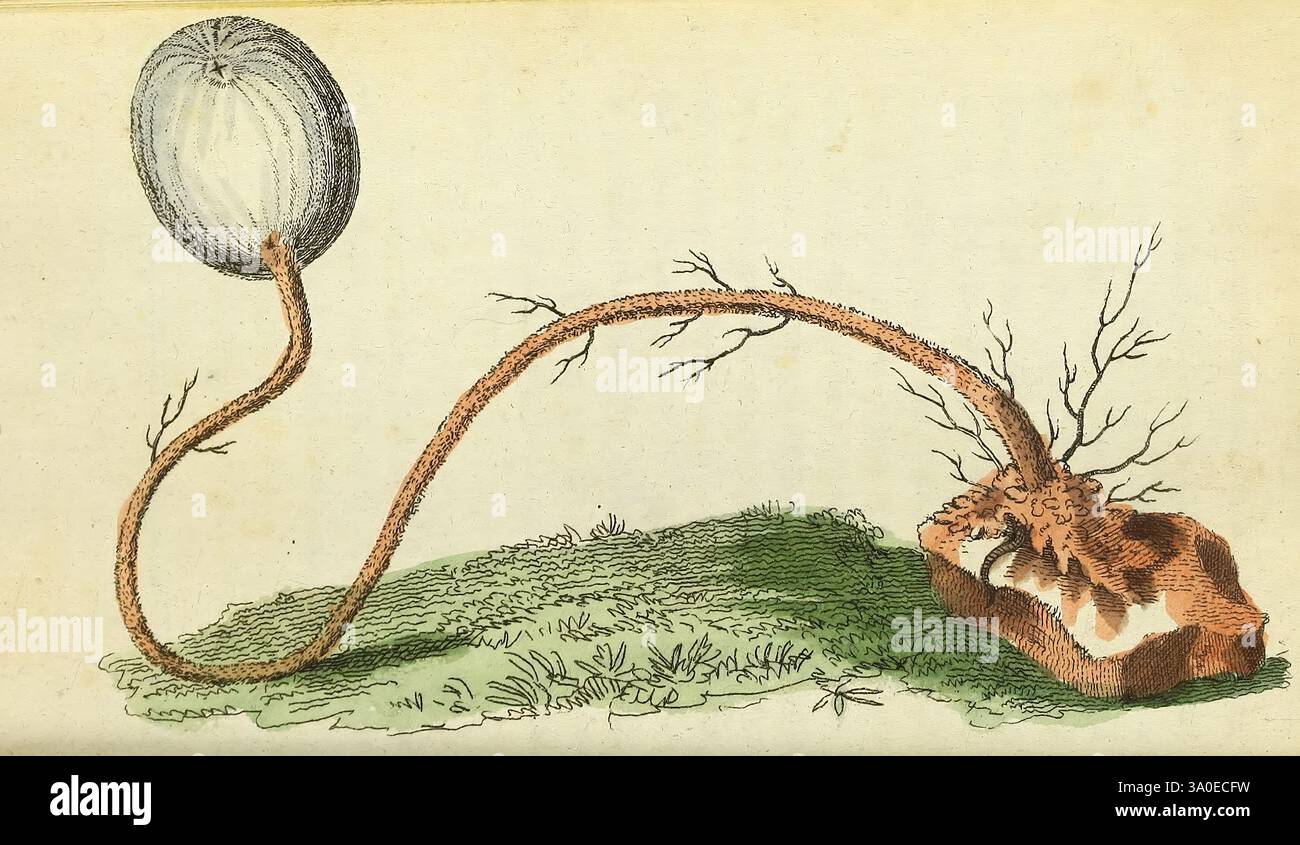 Interconnectedness of flora hi-res stock photography and images - Alamy