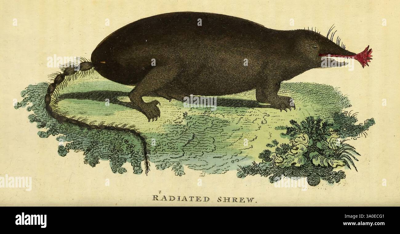 The Naturalist's Pocket Magazine or Compleat Cabinet of the Curiosities ...