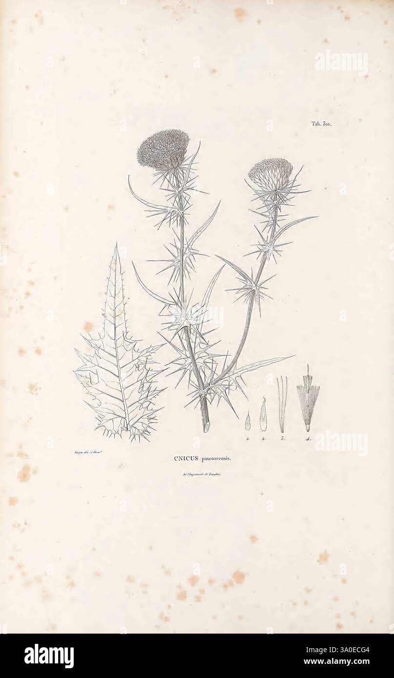 Nova genera et species plantarum, Antverpiae, Ex officina Christophori ...