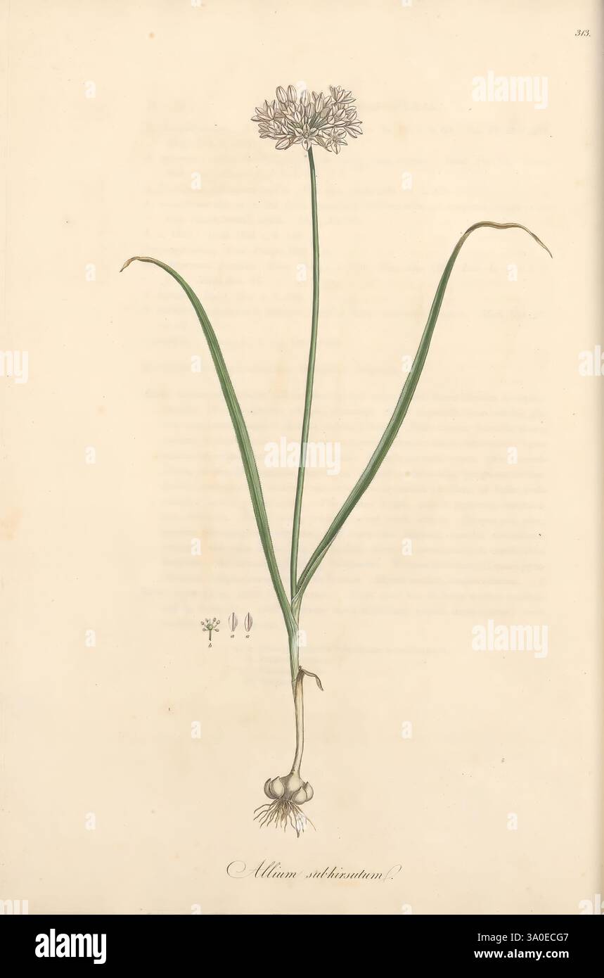 Flora Graeca, sive, Plantarum rariorum historia, quas in provinciis aut ...