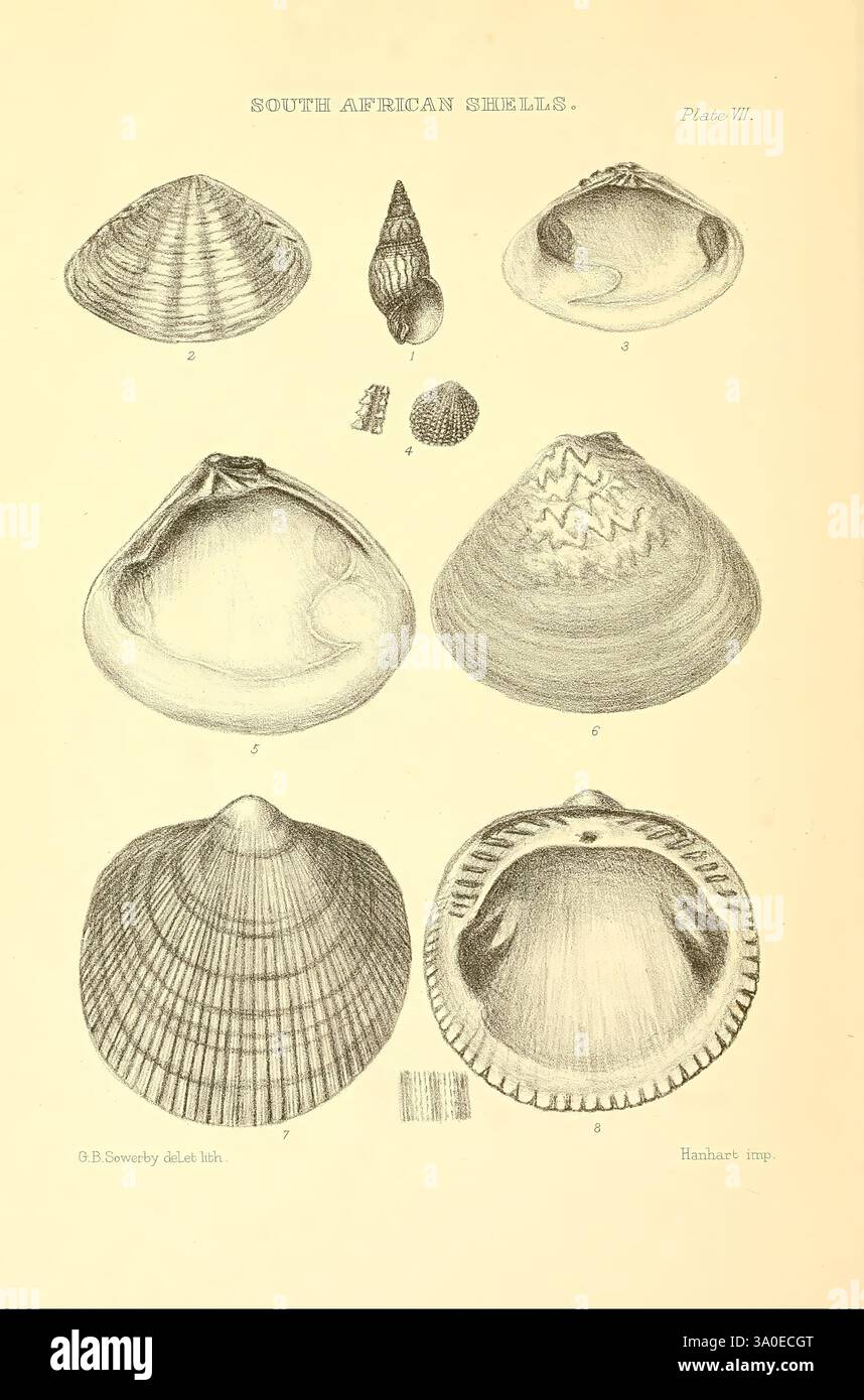 Illustration features several types of shells hi-res stock photography ...
