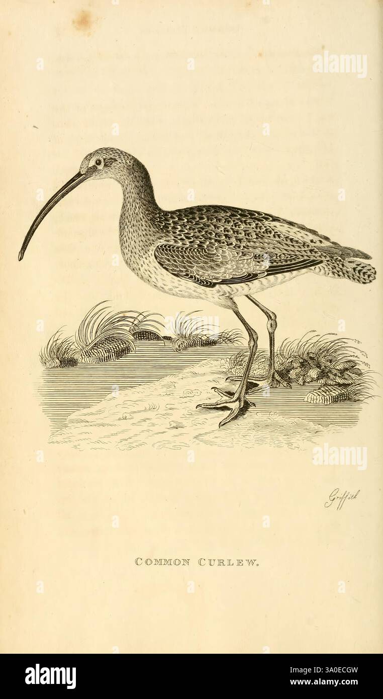 Curlews unique features hi-res stock photography and images - Alamy