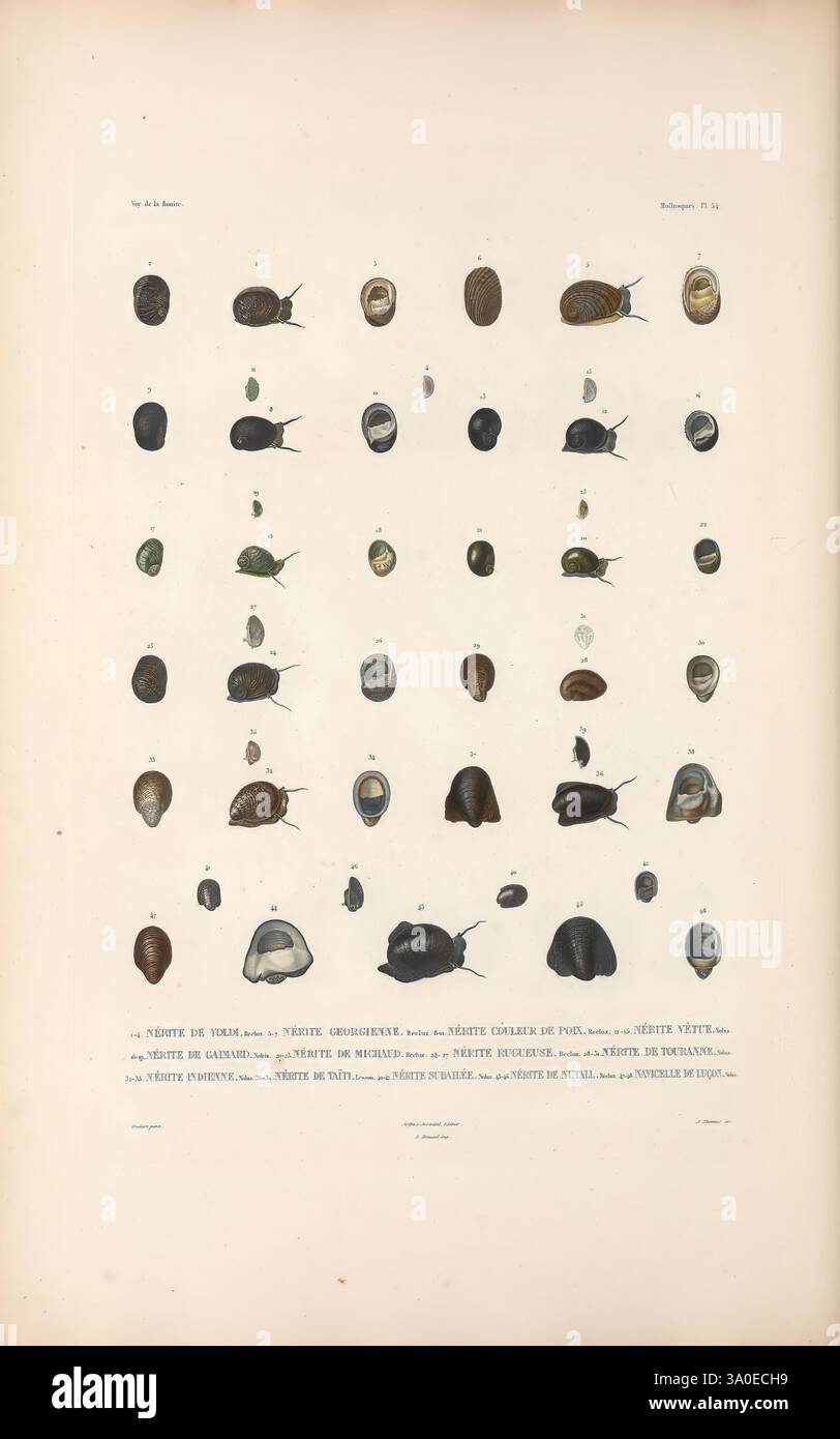 Featuring various species of sea slugs hi-res stock photography and ...