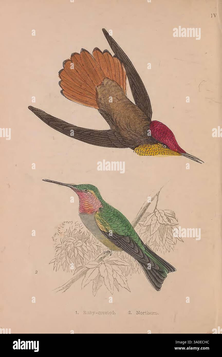 Hummingbirds, described and illustrated 1862. hummingbirds juvenile ...