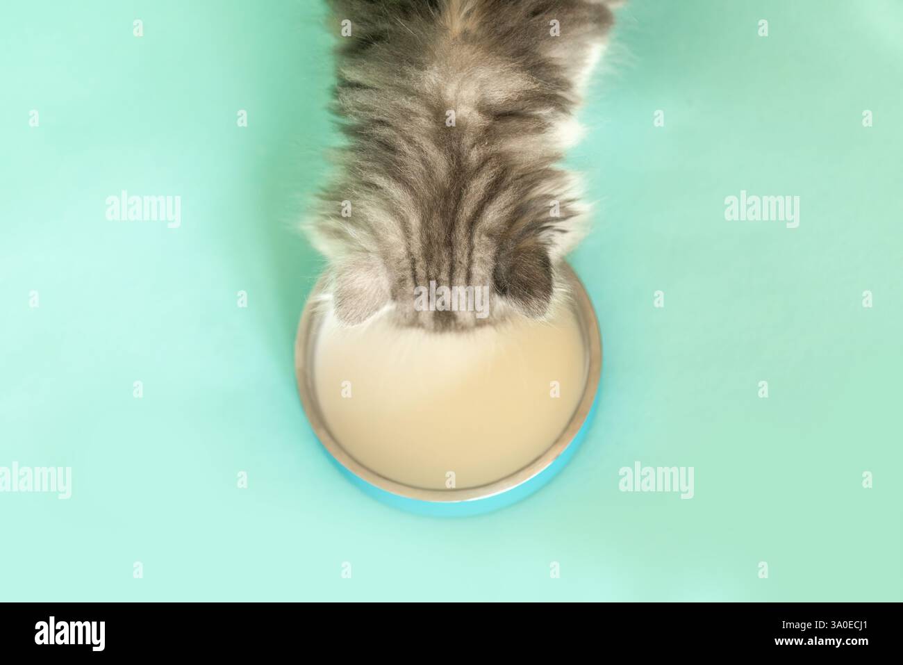 A cute kitten drinking cat milk out of a food bowl in front of blue ...