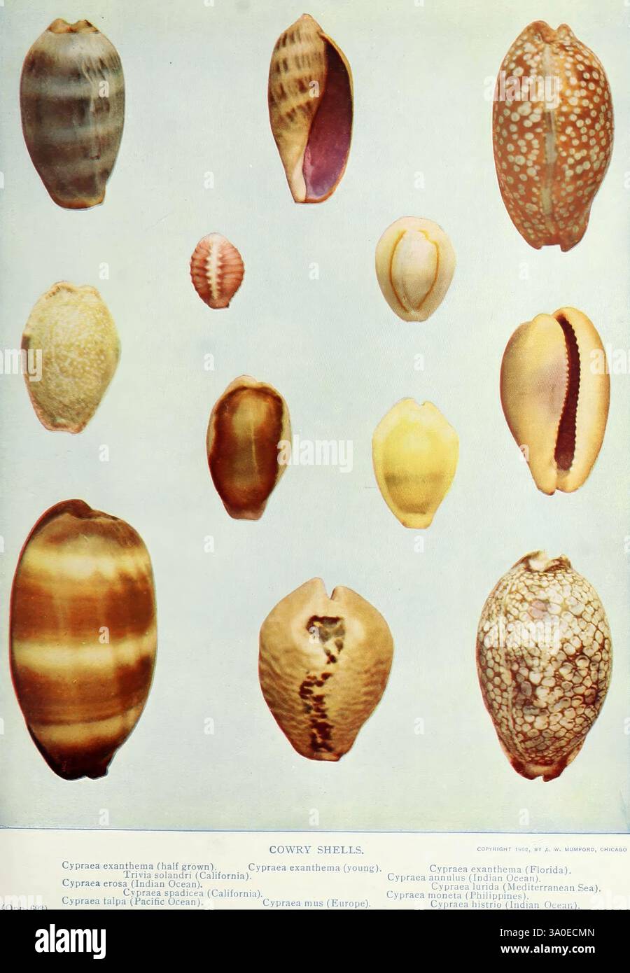 Cypraea emarginata hi-res stock photography and images - Alamy