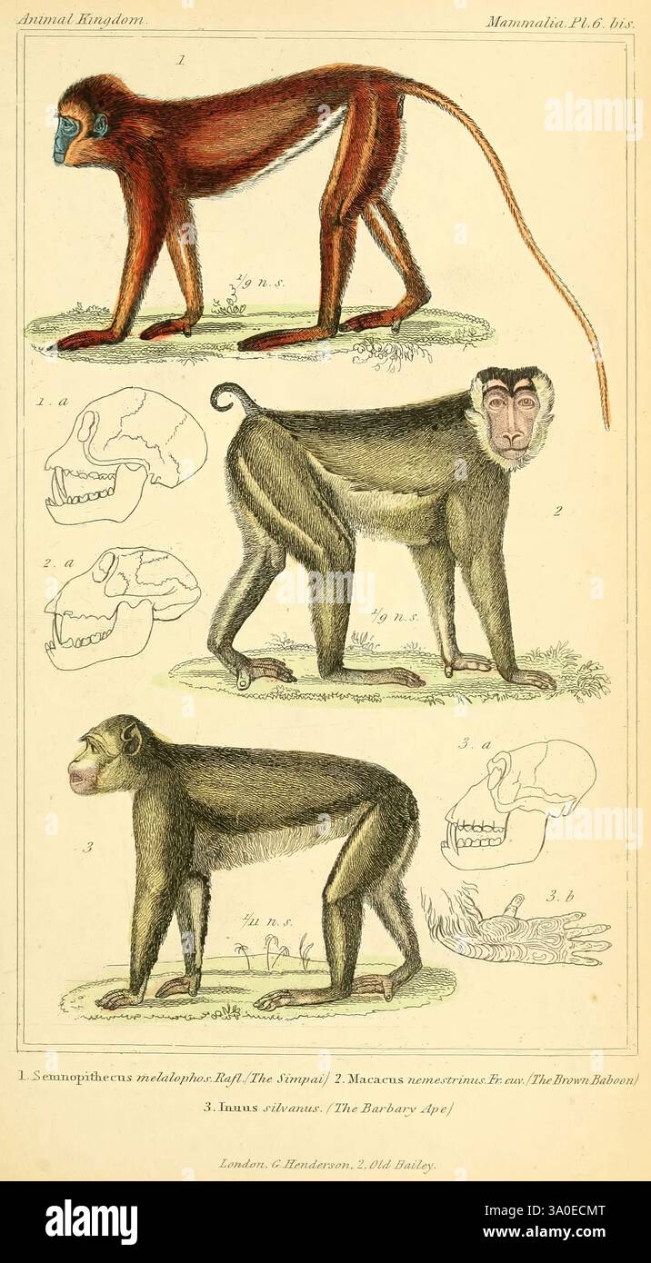 Illustration features three distinct monkey species hi-res stock ...