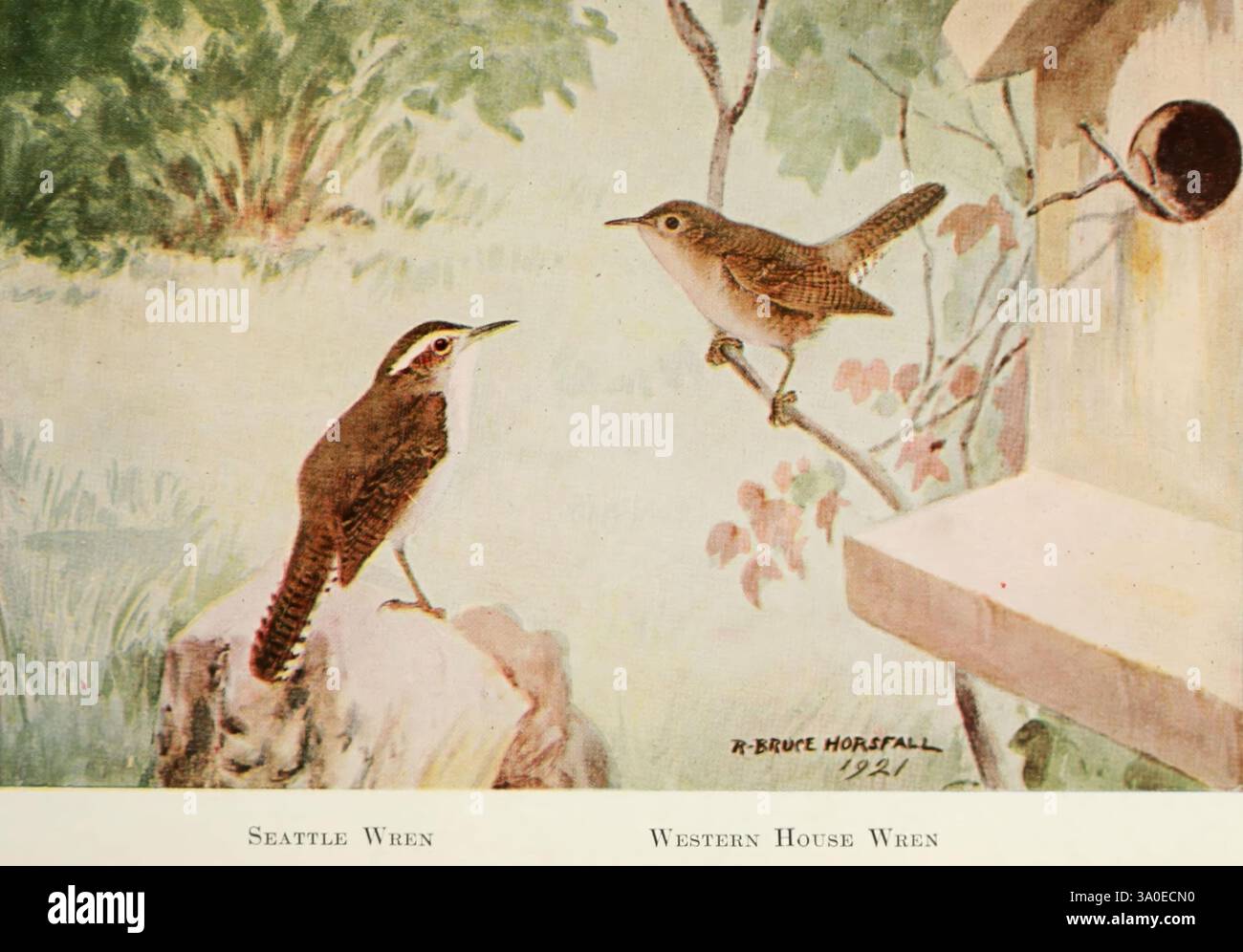 Scene depicts two types of wrens hi-res stock photography and images ...