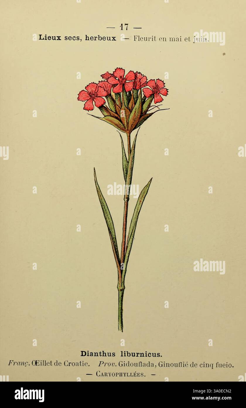 Clustered arrangement atop hi-res stock photography and images - Alamy