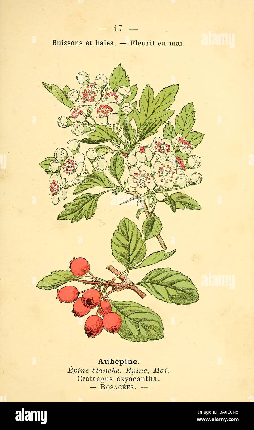 Shrub woodshole botany hi-res stock photography and images - Alamy