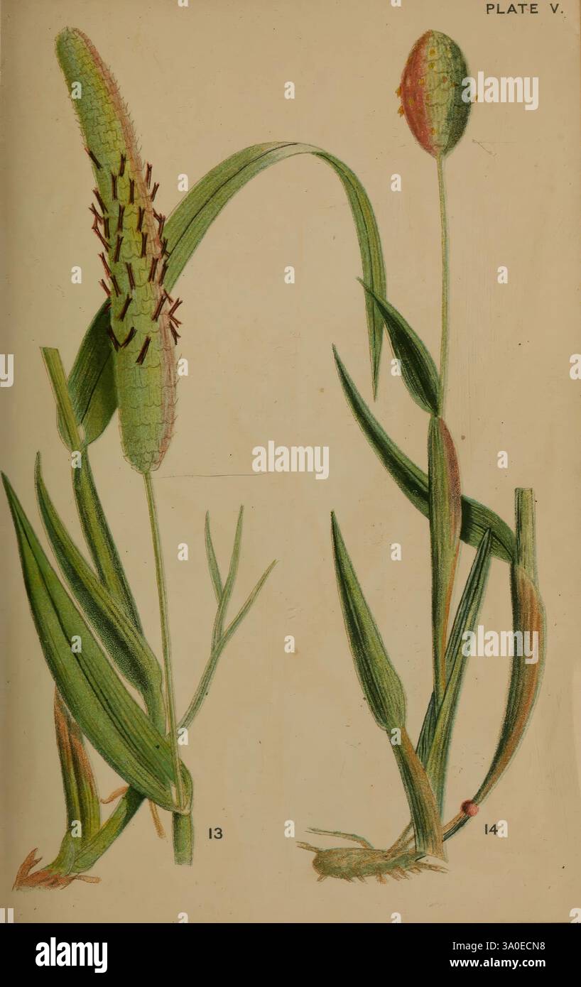 Manual of british grasses london 1907 grasses great britain phle hi-res ...