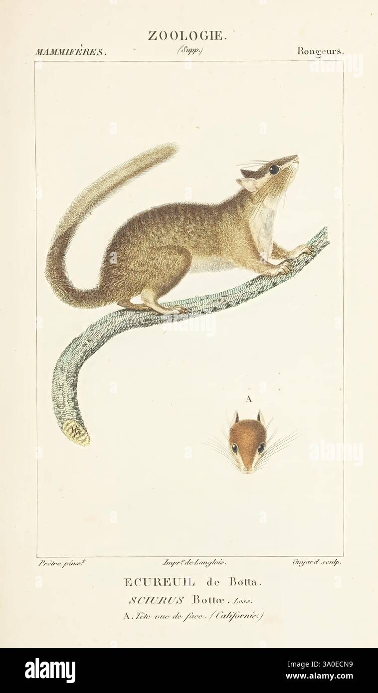 Atlas de zoologie, Paris, Germer Bailliere, 1844, squirrel, museum ...