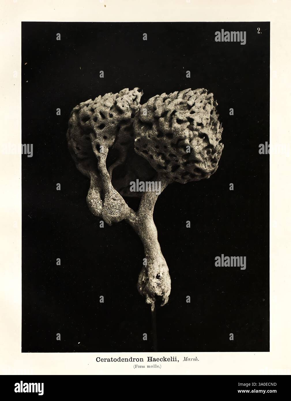 Elegance of biological structures hi-res stock photography and images ...