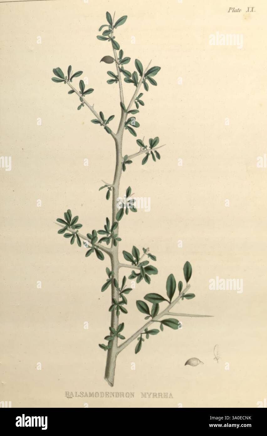 Illustrations of Medical Botany Philadelphia R.P. Smith 1847 Medicinal ...