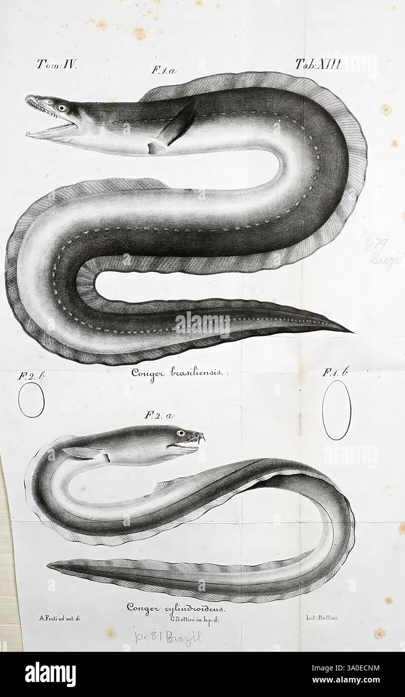 De novis speciebus piscium, Bologna, Accademia delle scienze del ...