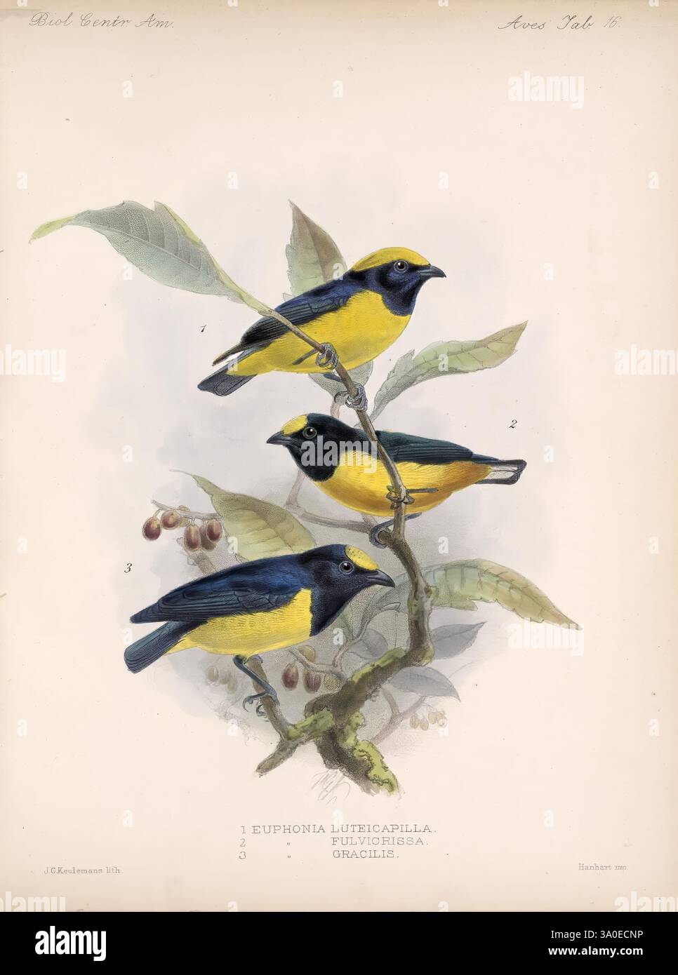 Trio of vibrant birds hi-res stock photography and images - Alamy