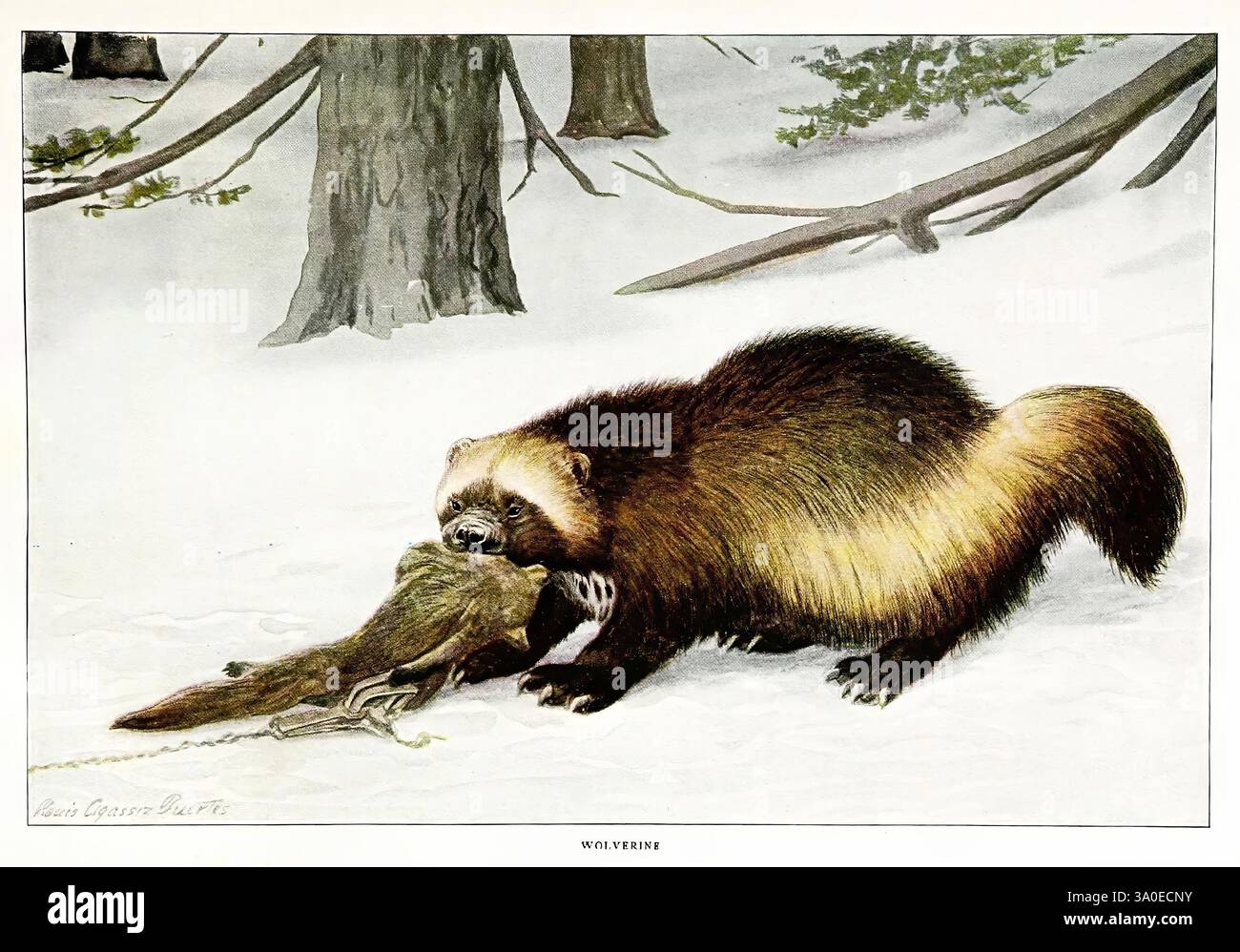 Wolverines fur displays hi-res stock photography and images - Alamy