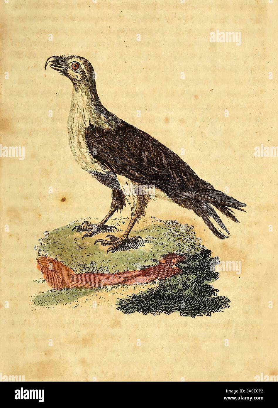 F. le Vaillant's Naturgeschichte der afrikanischen Vögel, Halle, Bey ...