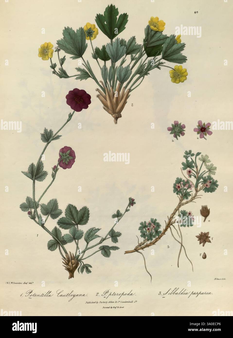 Illustrations of the botany and other branches of the natural history ...
