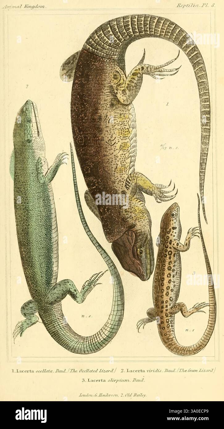 Two smaller lizards hi-res stock photography and images - Alamy