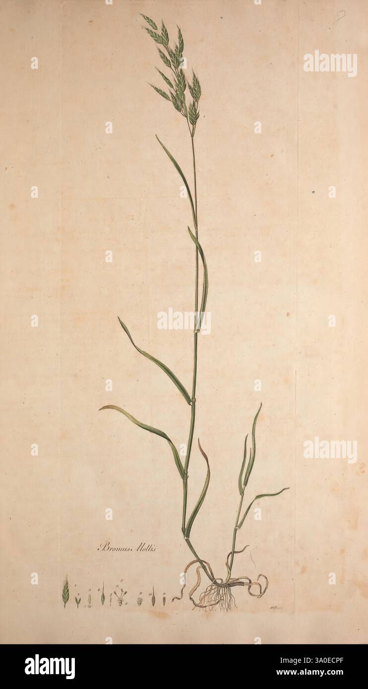 Flora Londinensis, or Plates and descriptions of such plants as grow ...