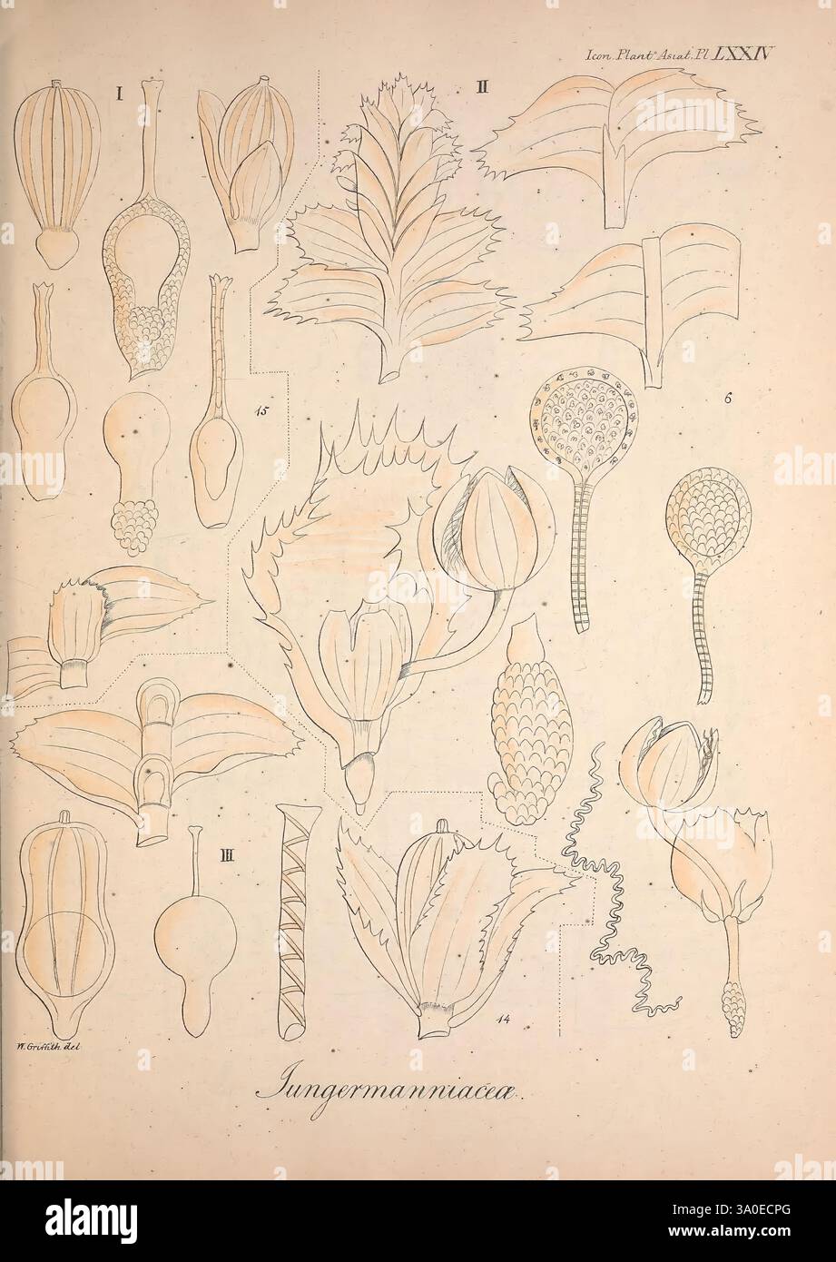 Various stages of botanical specimens hi-res stock photography and ...