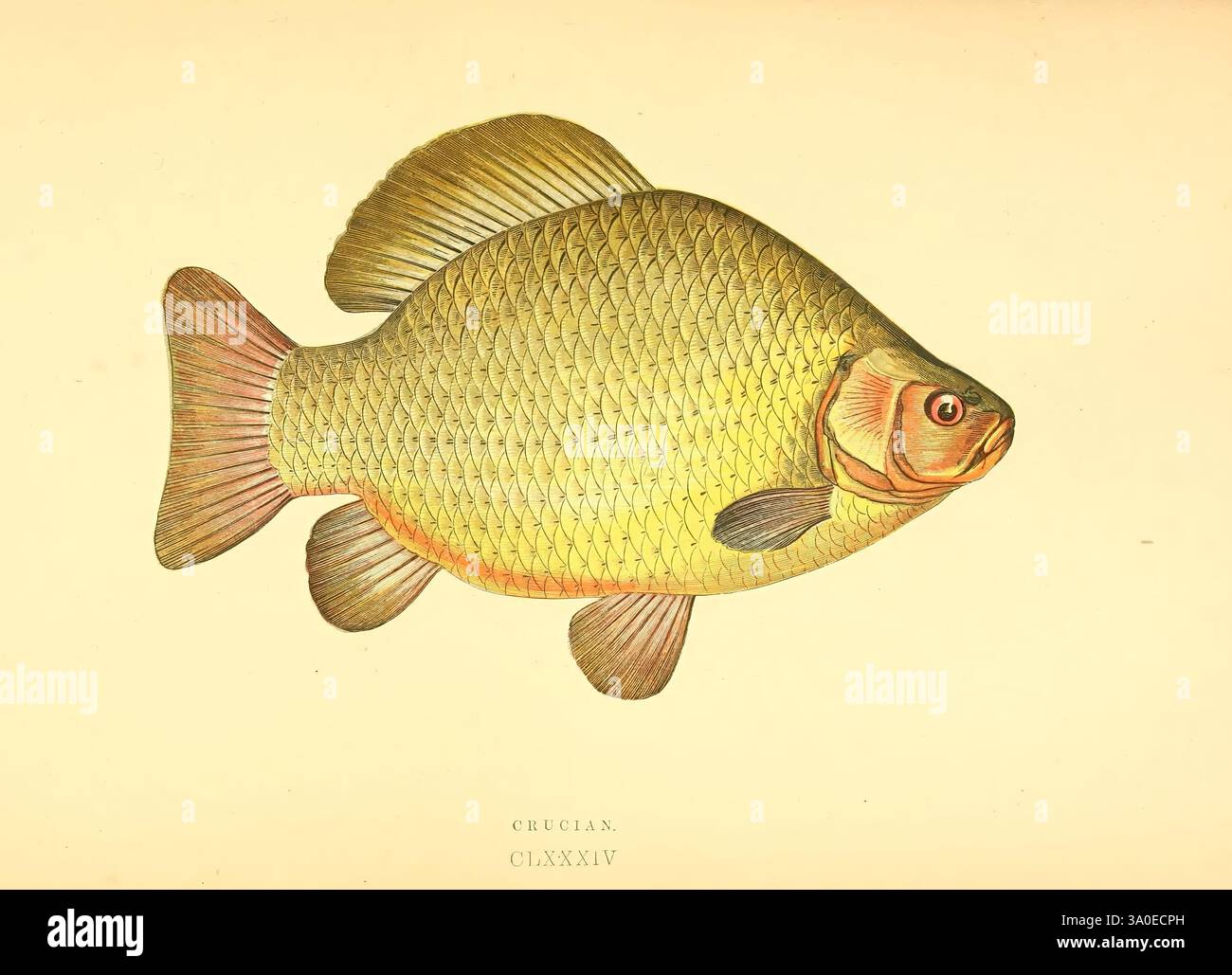 A history of the fishes of the British Islands, 1862-65, fishes, Great ...