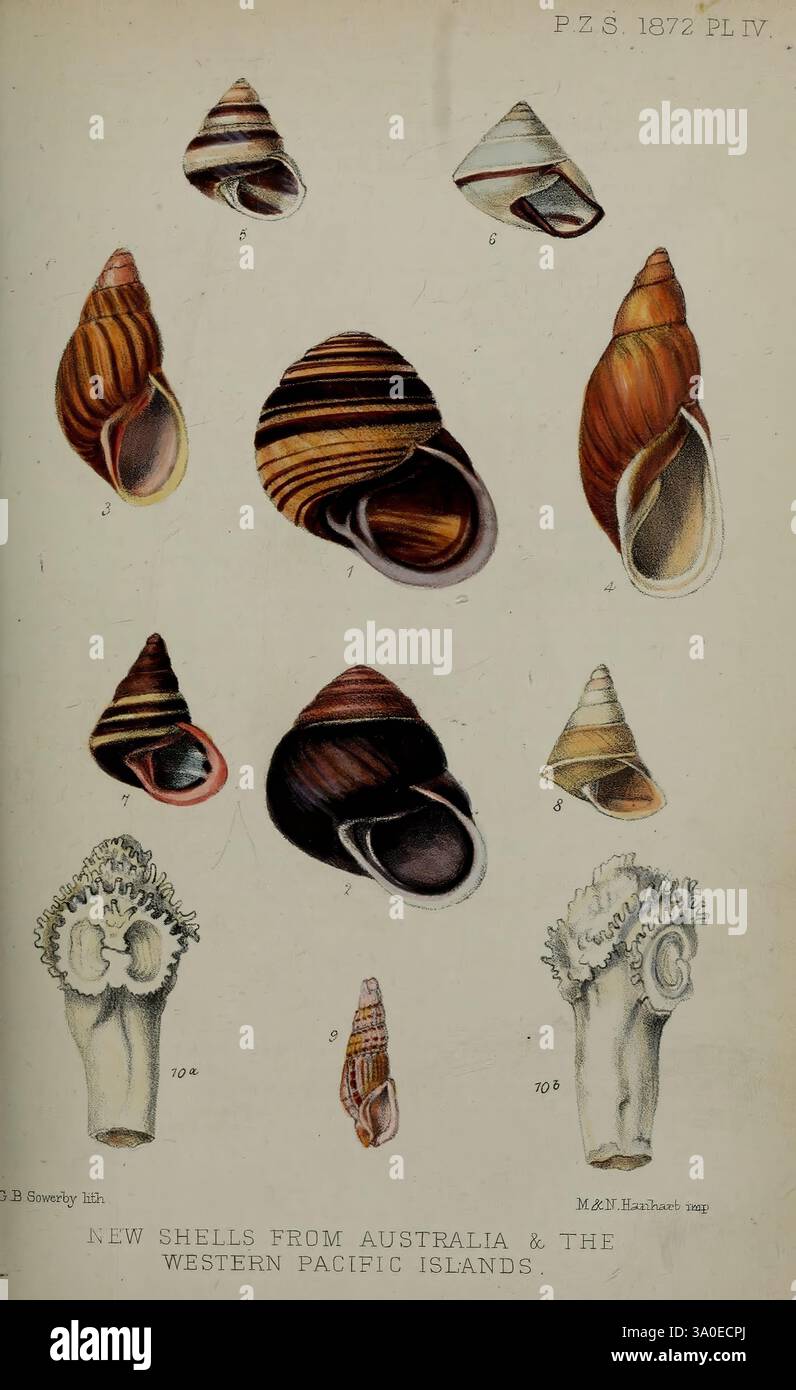 Proceedings of the Zoological Society of London London, Zoological ...