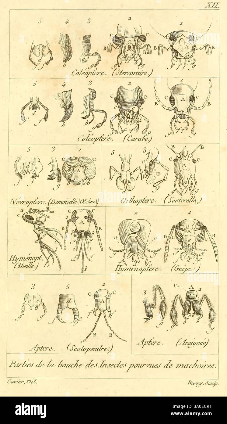 Representing different types of insects hi-res stock photography and ...