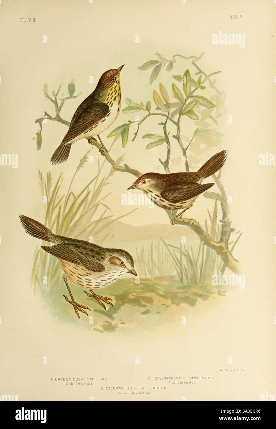 The birds of Australia, Melbourne C. Stuart & co, 1890-91, bird, birds ...
