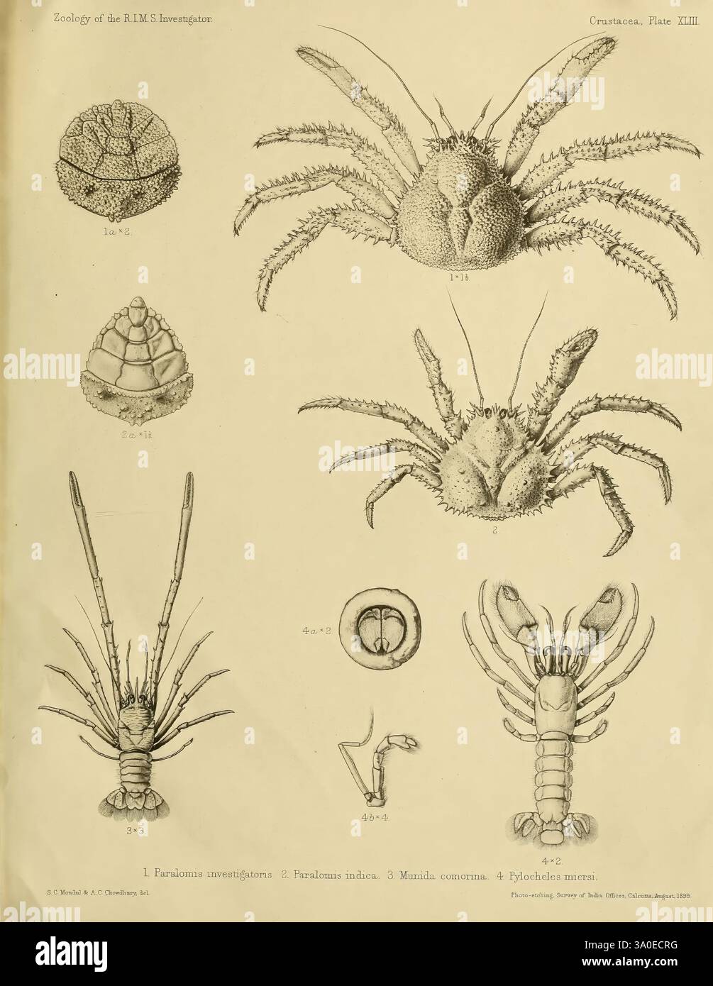 Segmented barnacle exhibits hi-res stock photography and images - Alamy