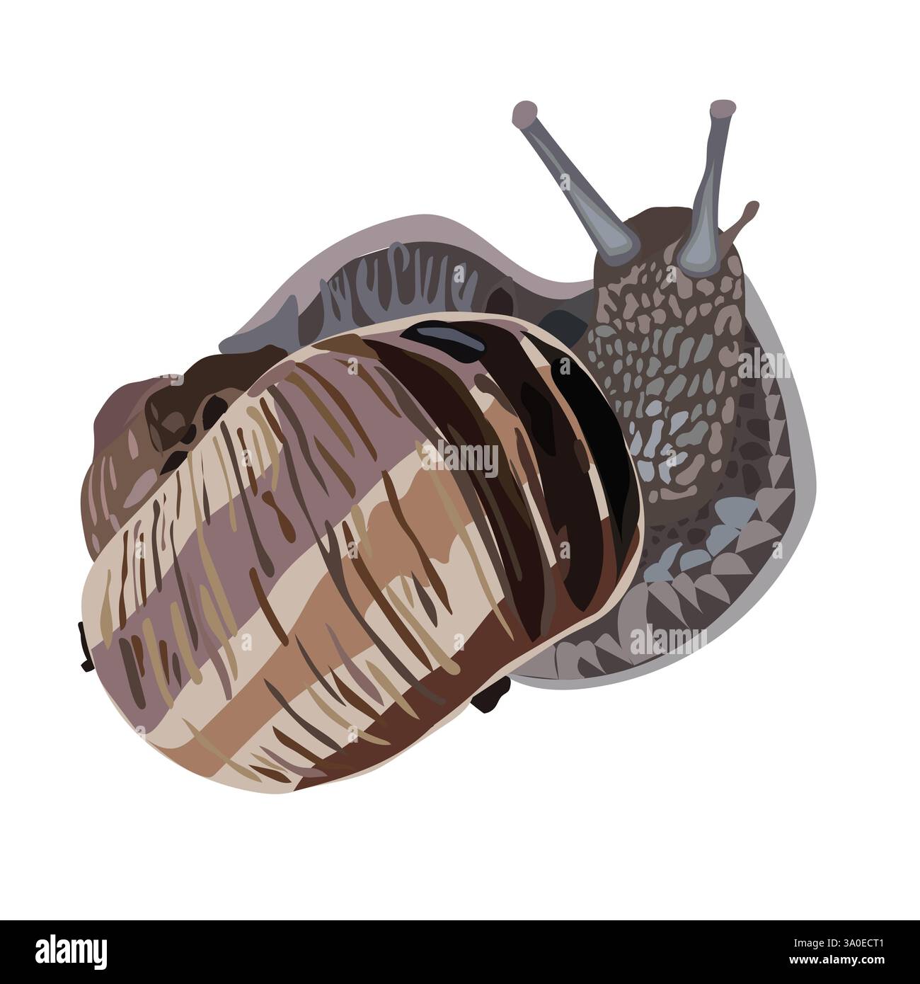 Snail with shell. Useful slime with mucin in composition. Vector ...