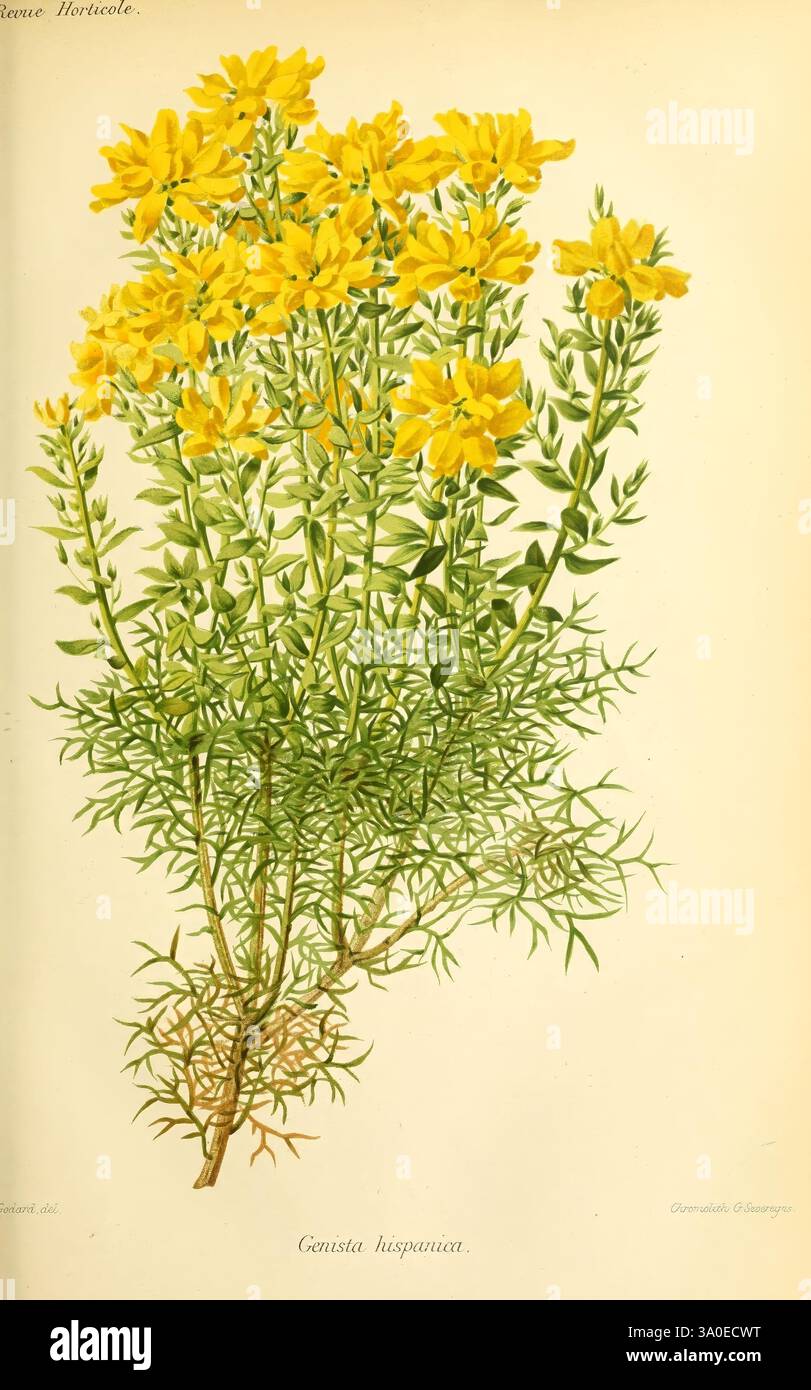 Revue horticole Paris Librairie agricole de la maison rustique 1829 ...
