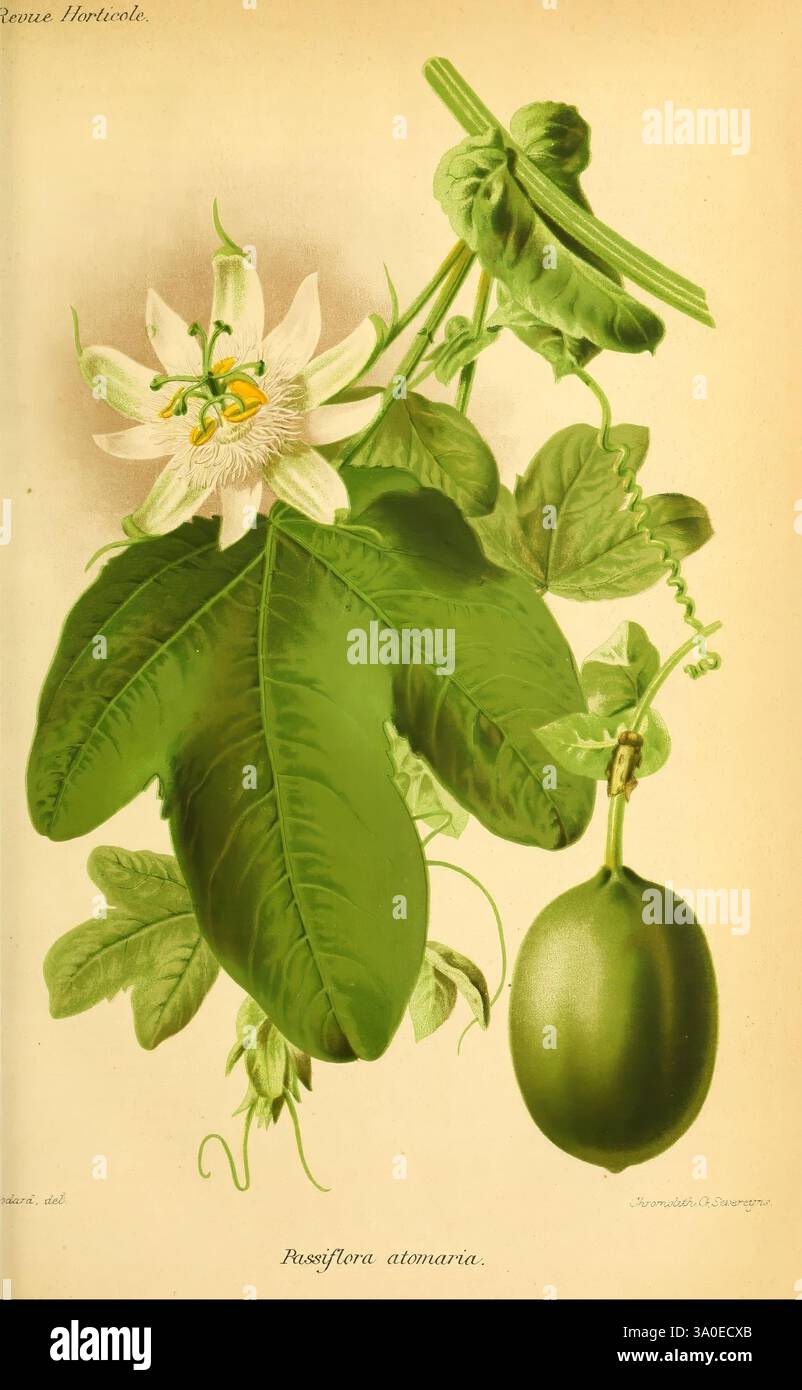 Displaying multiple layers of petals hi-res stock photography and ...