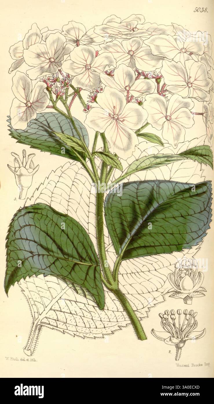 Curtis's Botanical Magazine, London, New York, Botanical Illustration ...