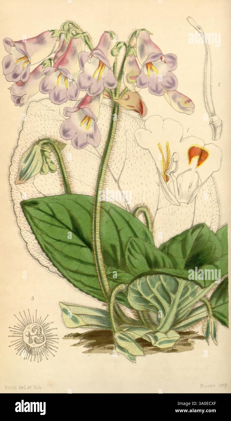 Faint outline of another flower hi-res stock photography and images - Alamy