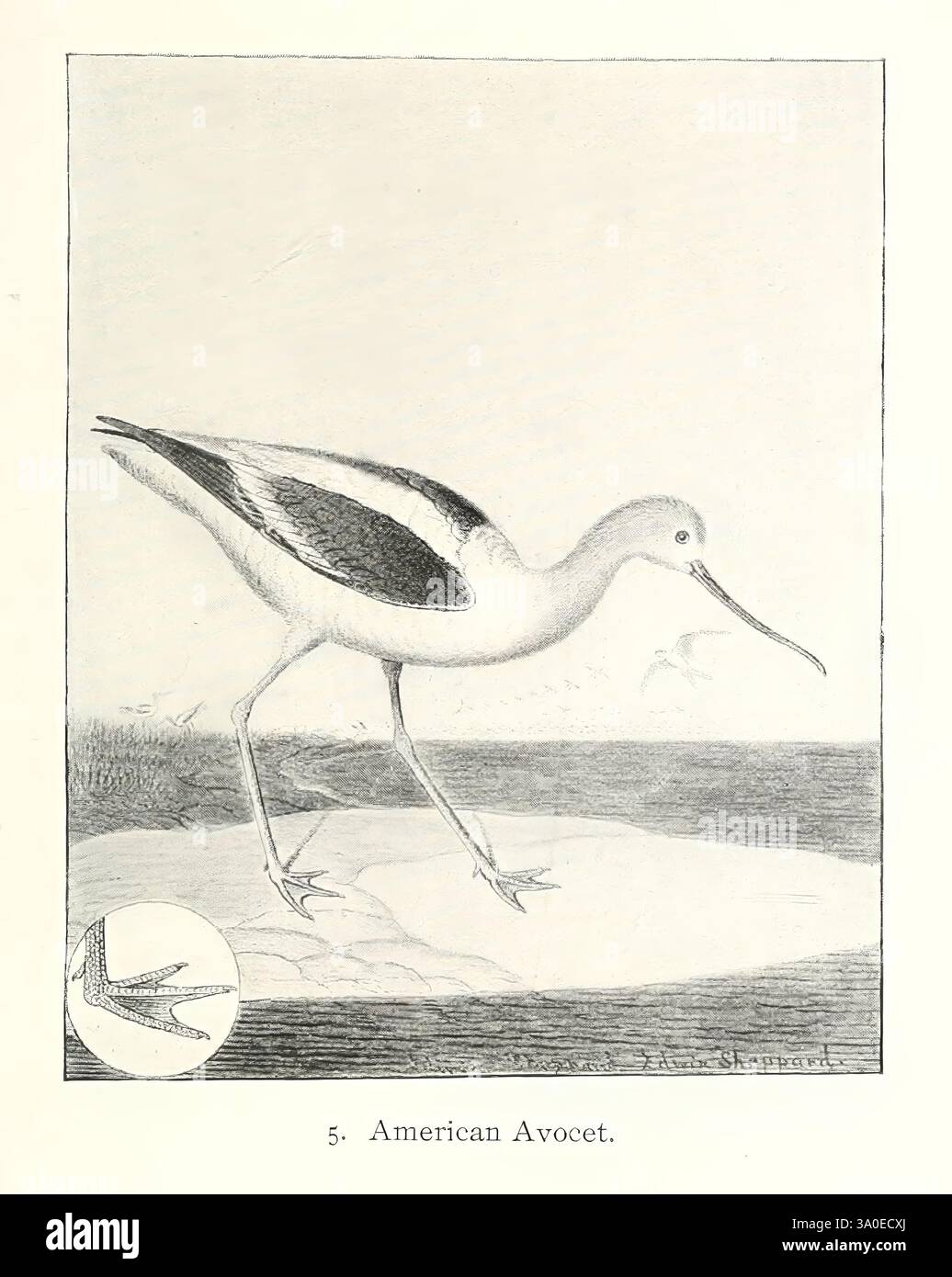 North American shore birds, New York, F.P. 1895, birds, limicola, North ...