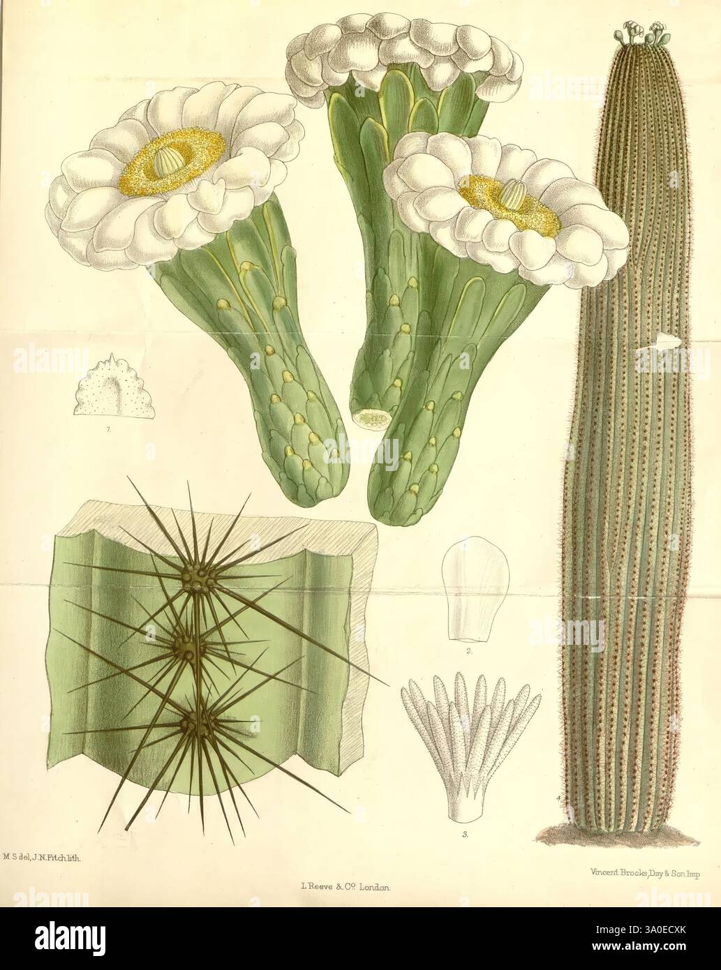 Detailed botanical illustration of various cactus specimens hi-res ...