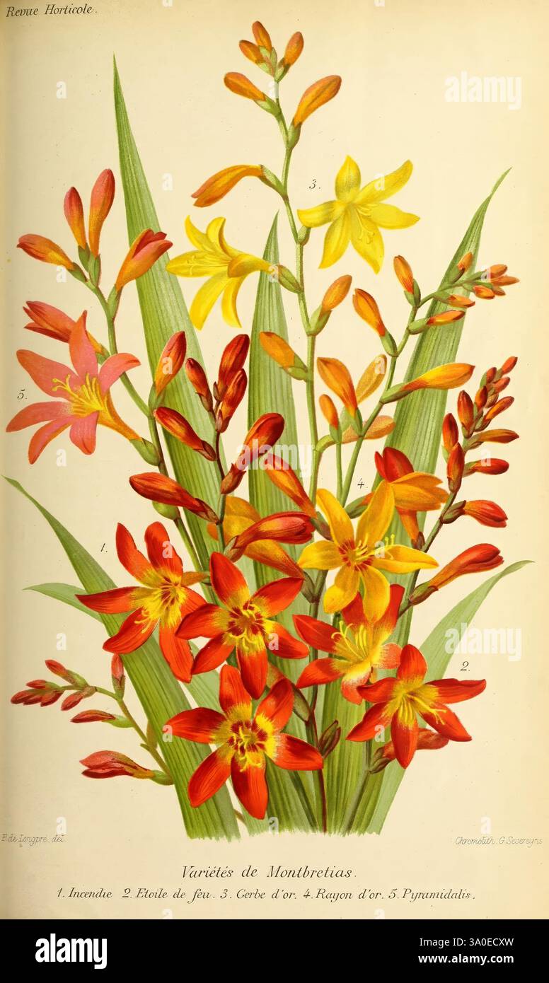 Revue horticole, Paris, Librairie agricole de la maison rustique, 1829 ...