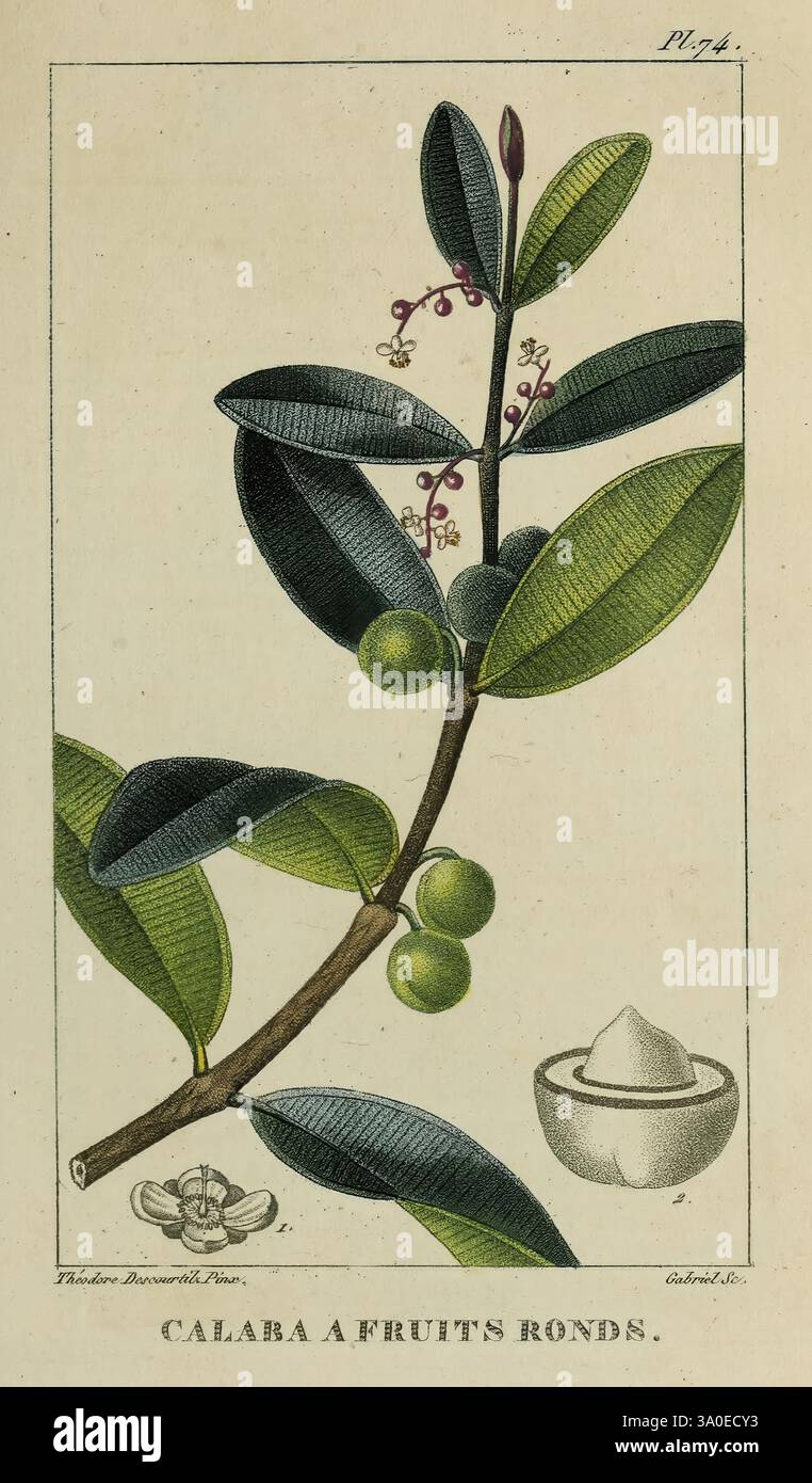 Calaba fruit hi-res stock photography and images - Alamy