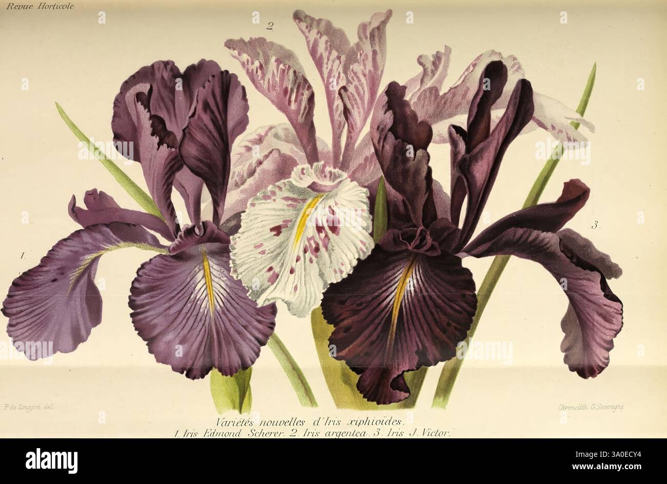 Binomial iris xiphioides hi-res stock photography and images - Alamy
