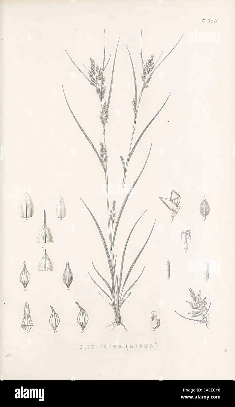 Illustrations of the genus Carex London, William Pamplin, 1858-1867 ...