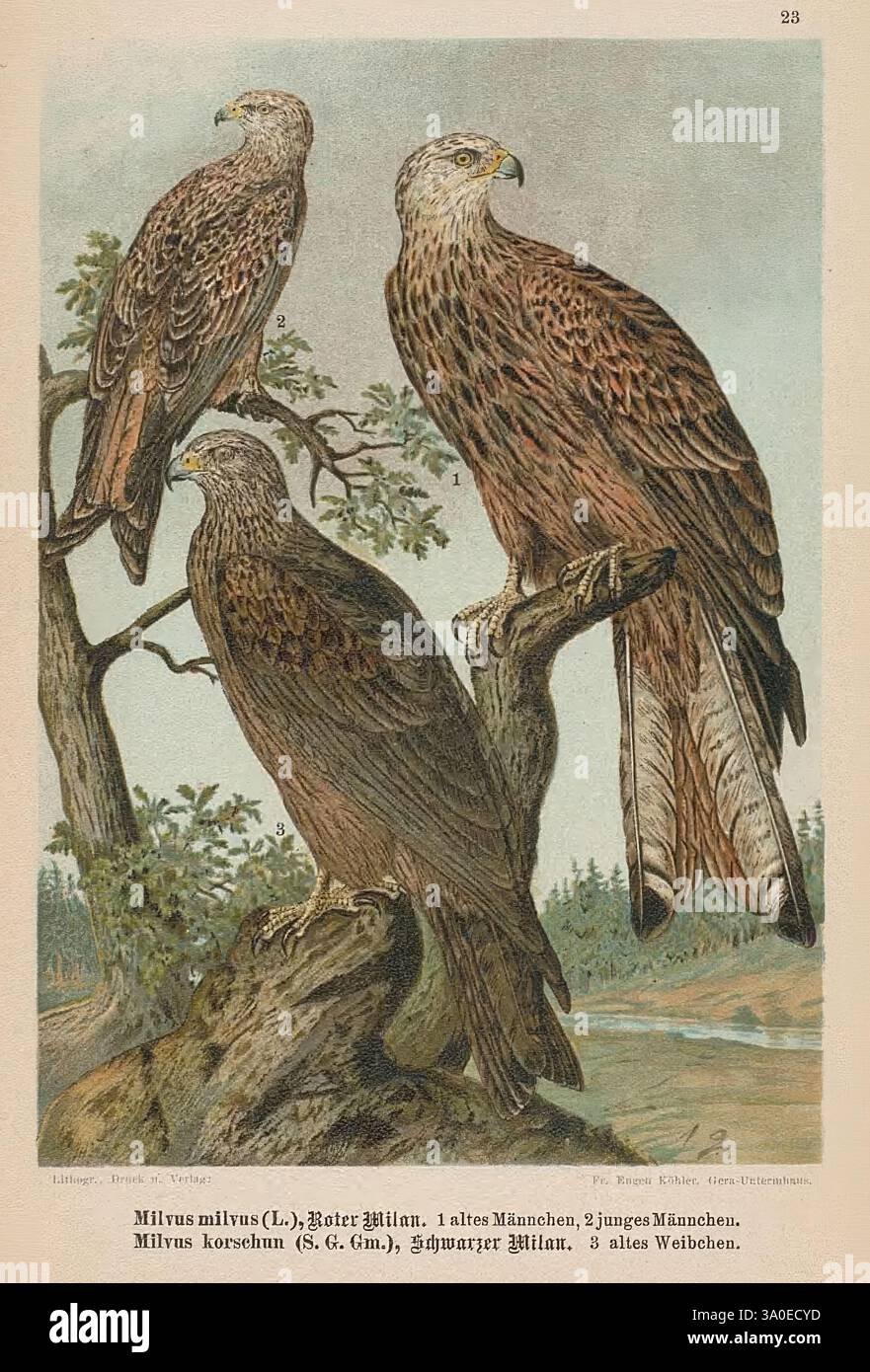 Keen gazes hi-res stock photography and images - Alamy