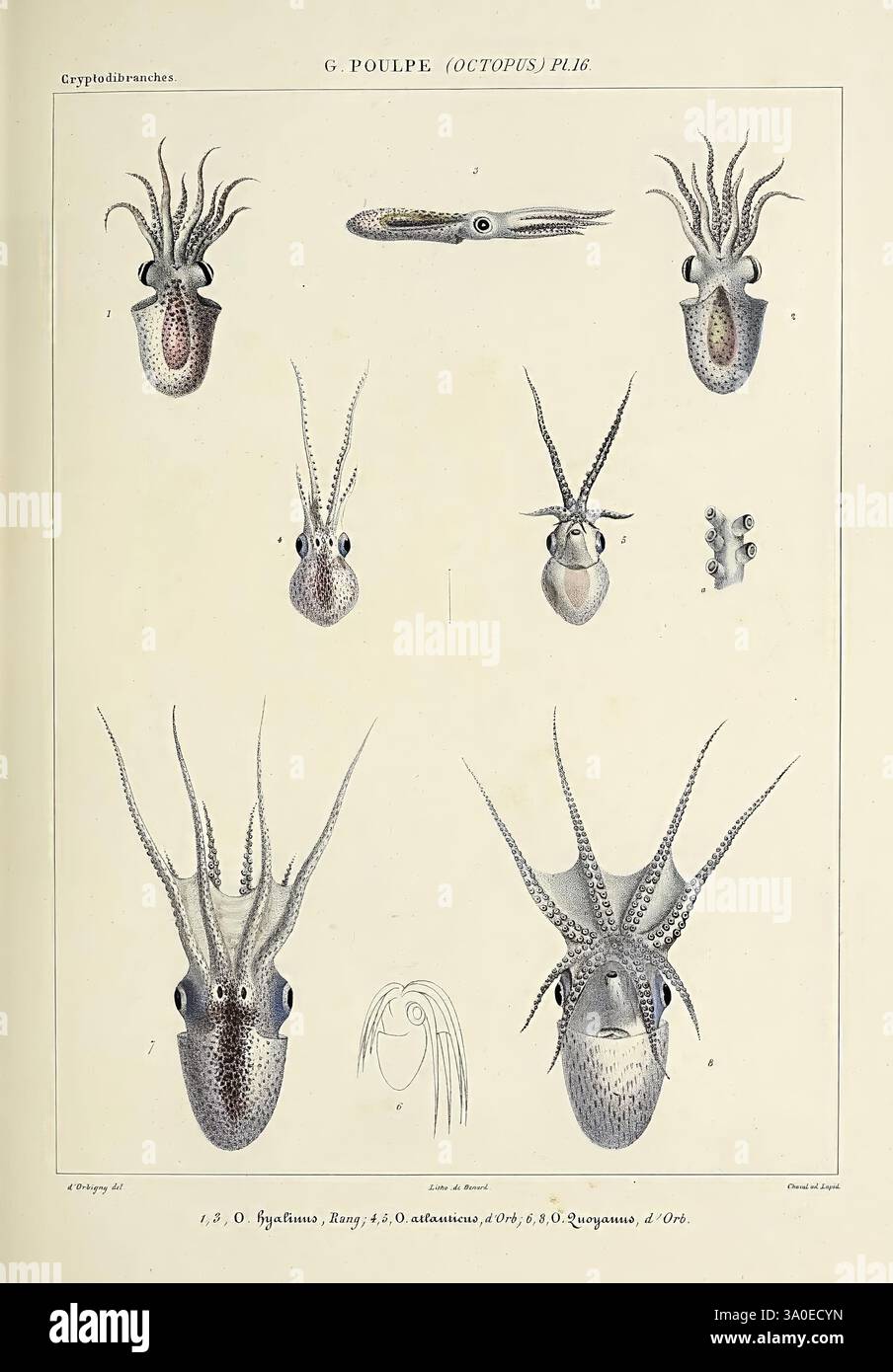 Histoire naturelle, générale et particulière des céphalopodes ...