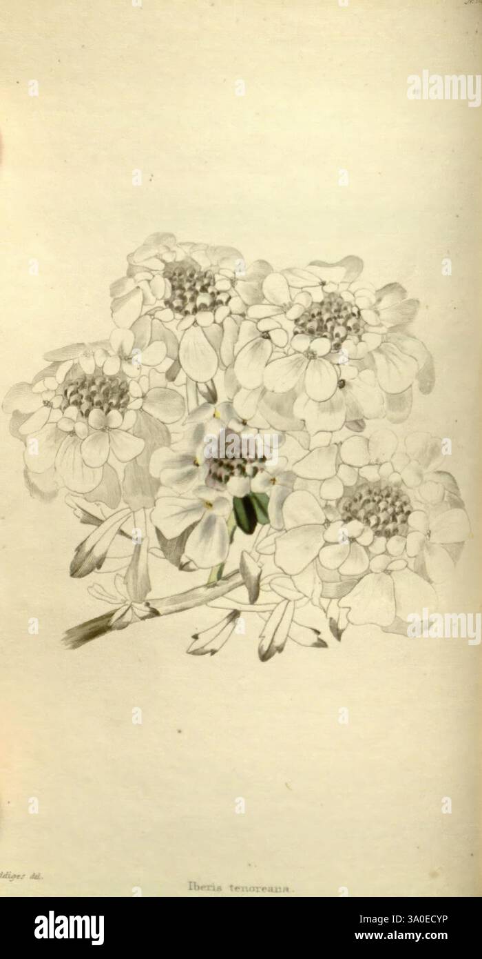 The, Botanical, Cabinet, London, John, and, Arthur, Arch, 1817-1833, A ...