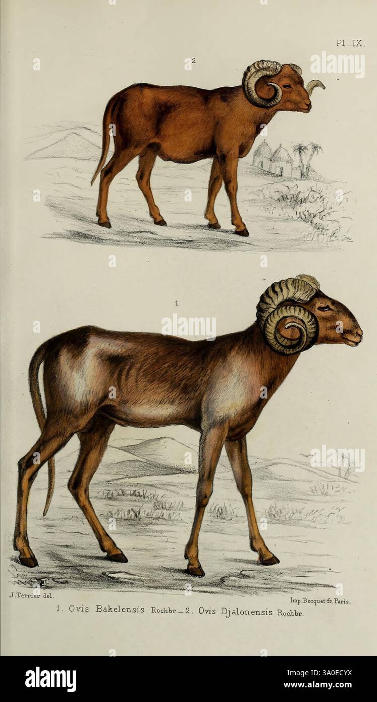 Illustration features two distinct species of sheep hi-res stock ...