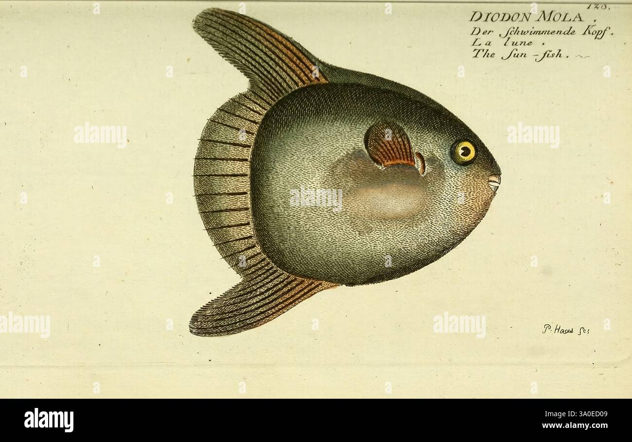 Sunfishs fins hi-res stock photography and images - Alamy