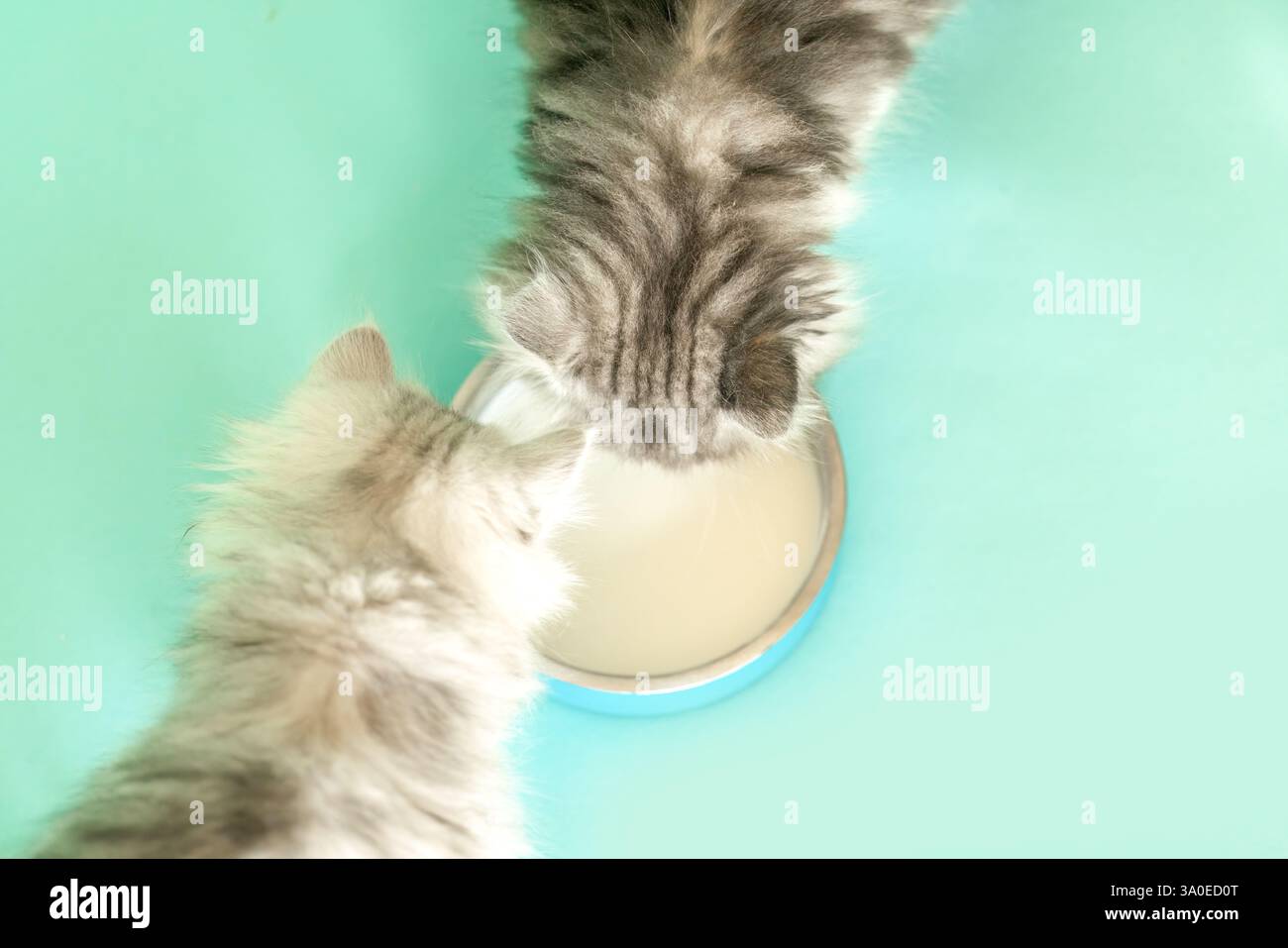 A cute kitten drinking cat milk out of a food bowl in front of blue ...